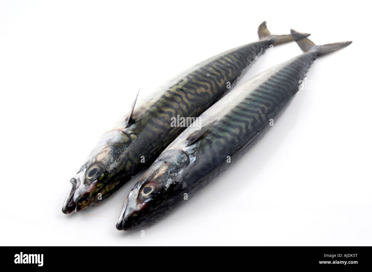 Manger du maquereau Banque de photographies et d’images à haute ...