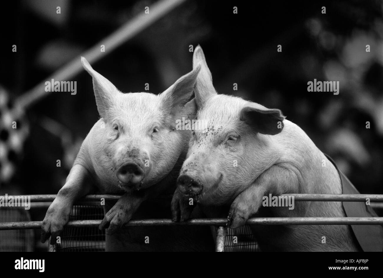 Cochon deux cochons Banque d'images noir et blanc - Alamy