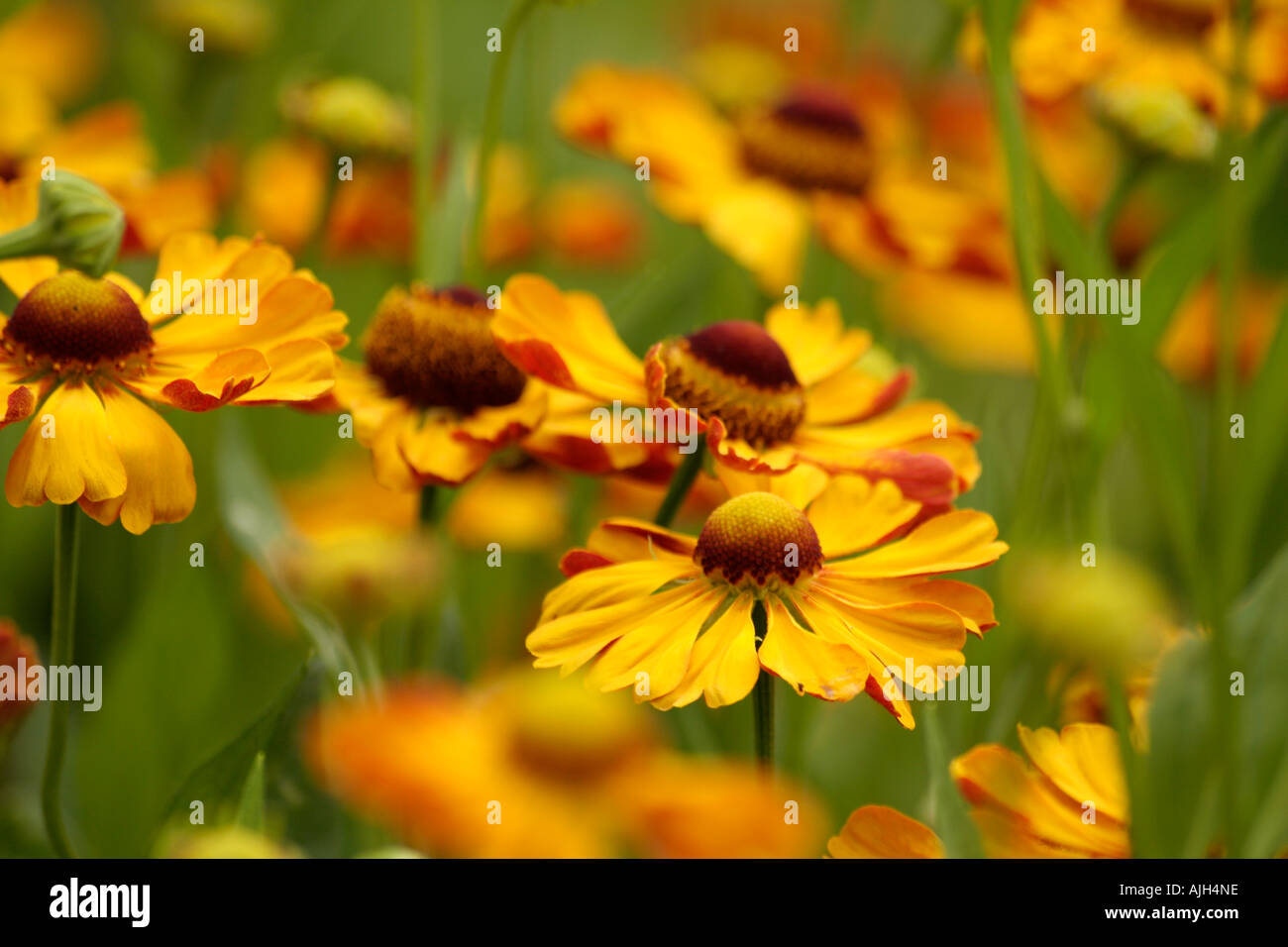 Helenium rauchtopas Banque de photographies et d’images à haute ...