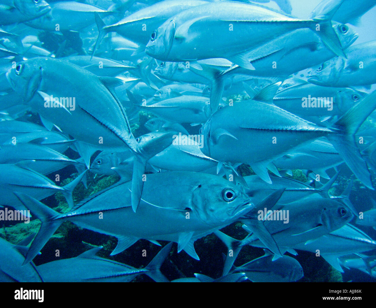 Poisson lune Banque de photographies et d’images à haute résolution - Alamy