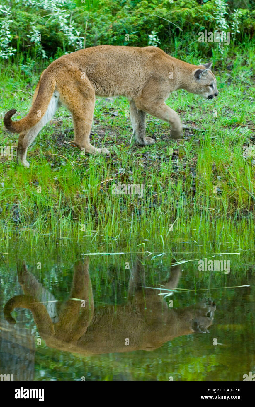 Cougar Profile Banque De Photographies Et Dimages à Haute Résolution 2027