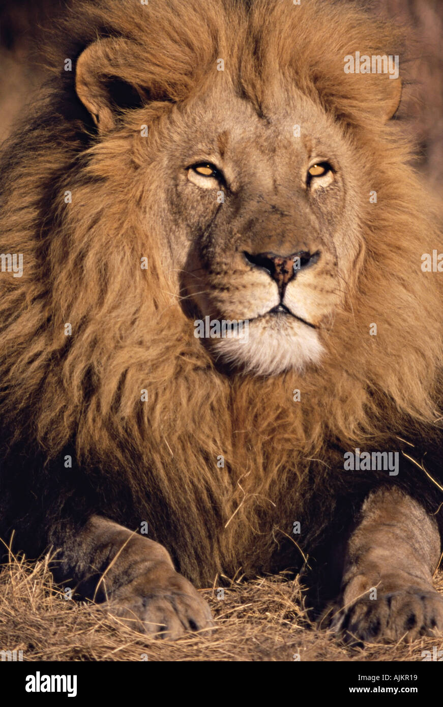 Anatomie du lion Banque de photographies et d’images à haute résolution ...