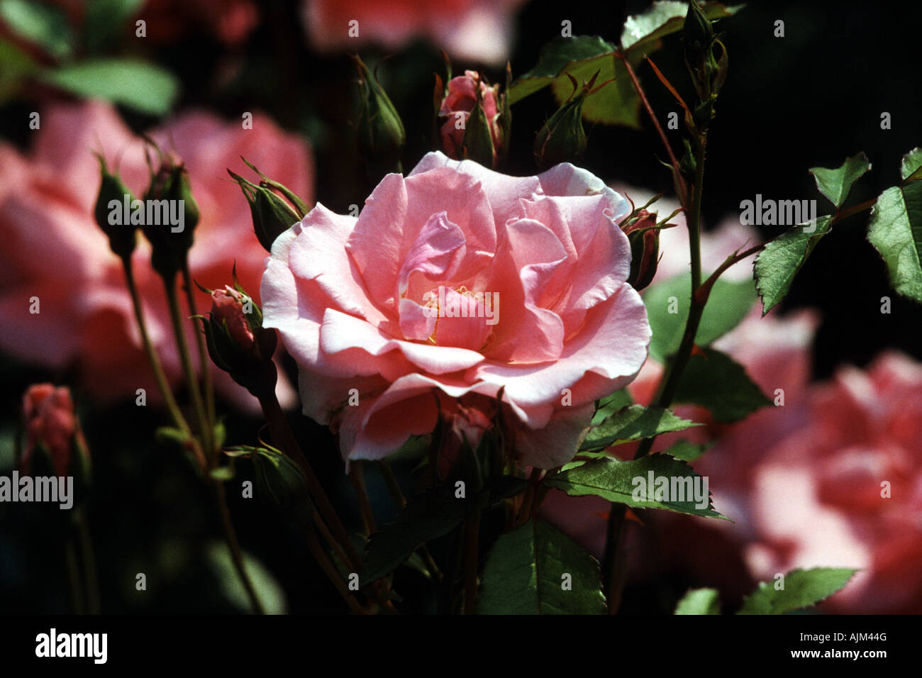 Astrid r Banque de photographies et d’images à haute résolution - Alamy