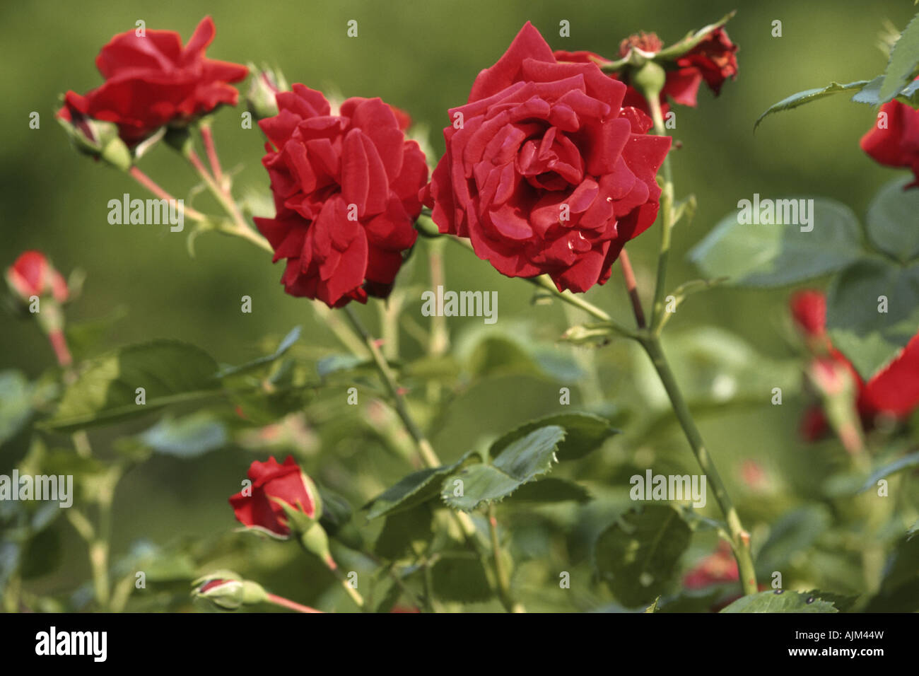 Rose ornementale rosa sympathie Banque de photographies et d’images à ...