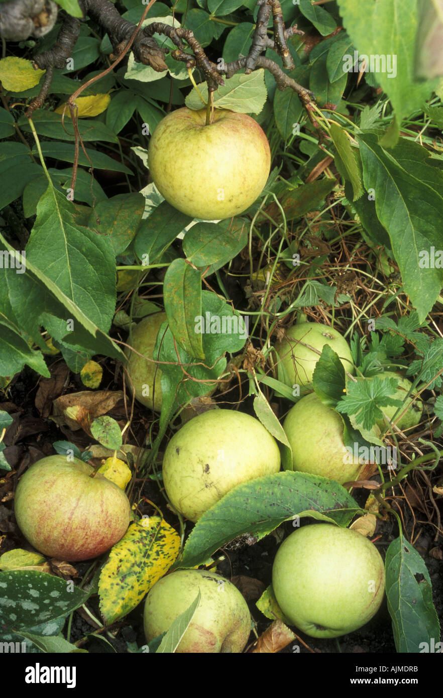 Williams la pomme sur l'arbre et du vent tombé Photo Stock - Alamy
