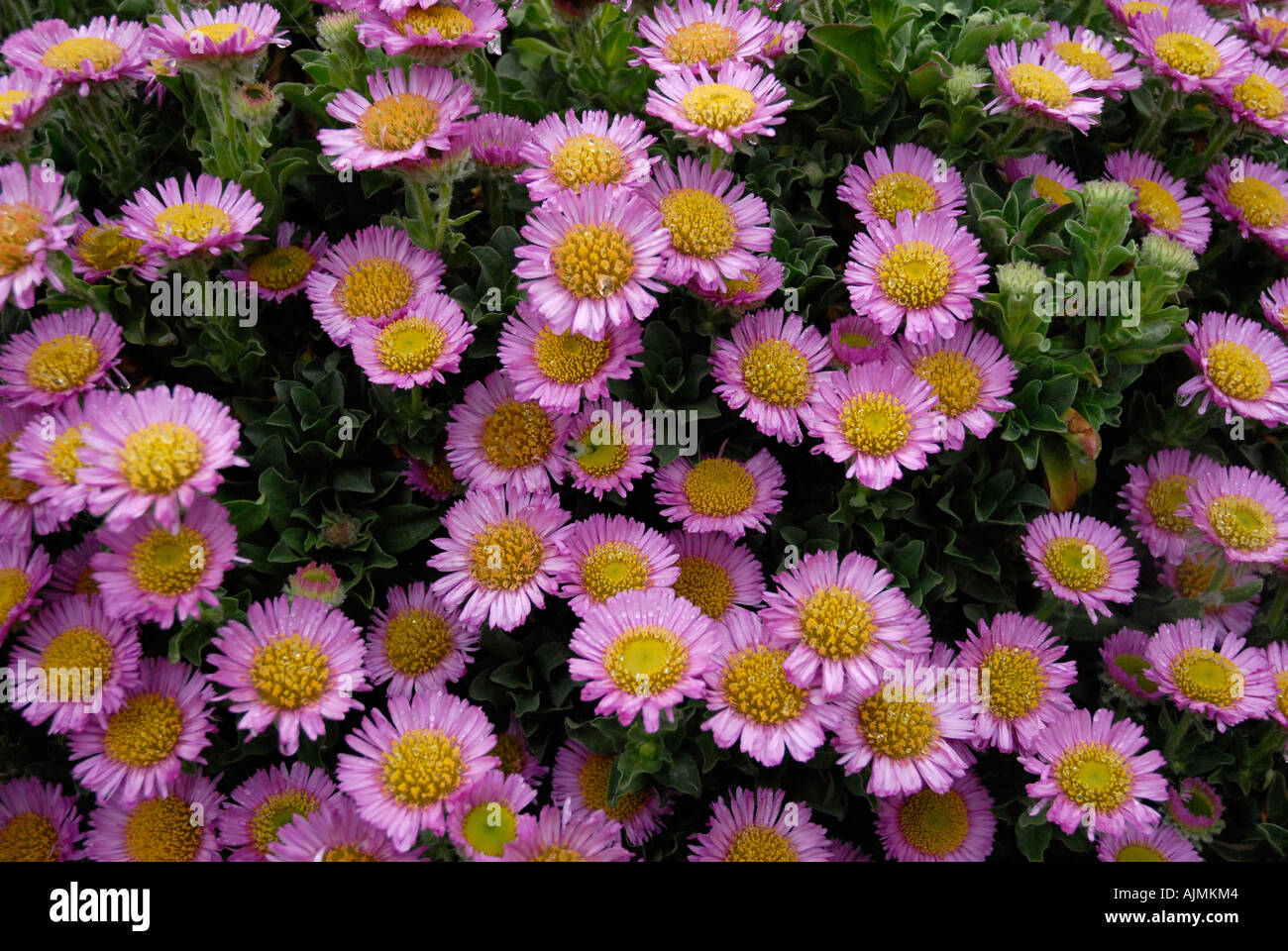 Fleurs 1 Banque de photographies et d’images à haute résolution - Alamy