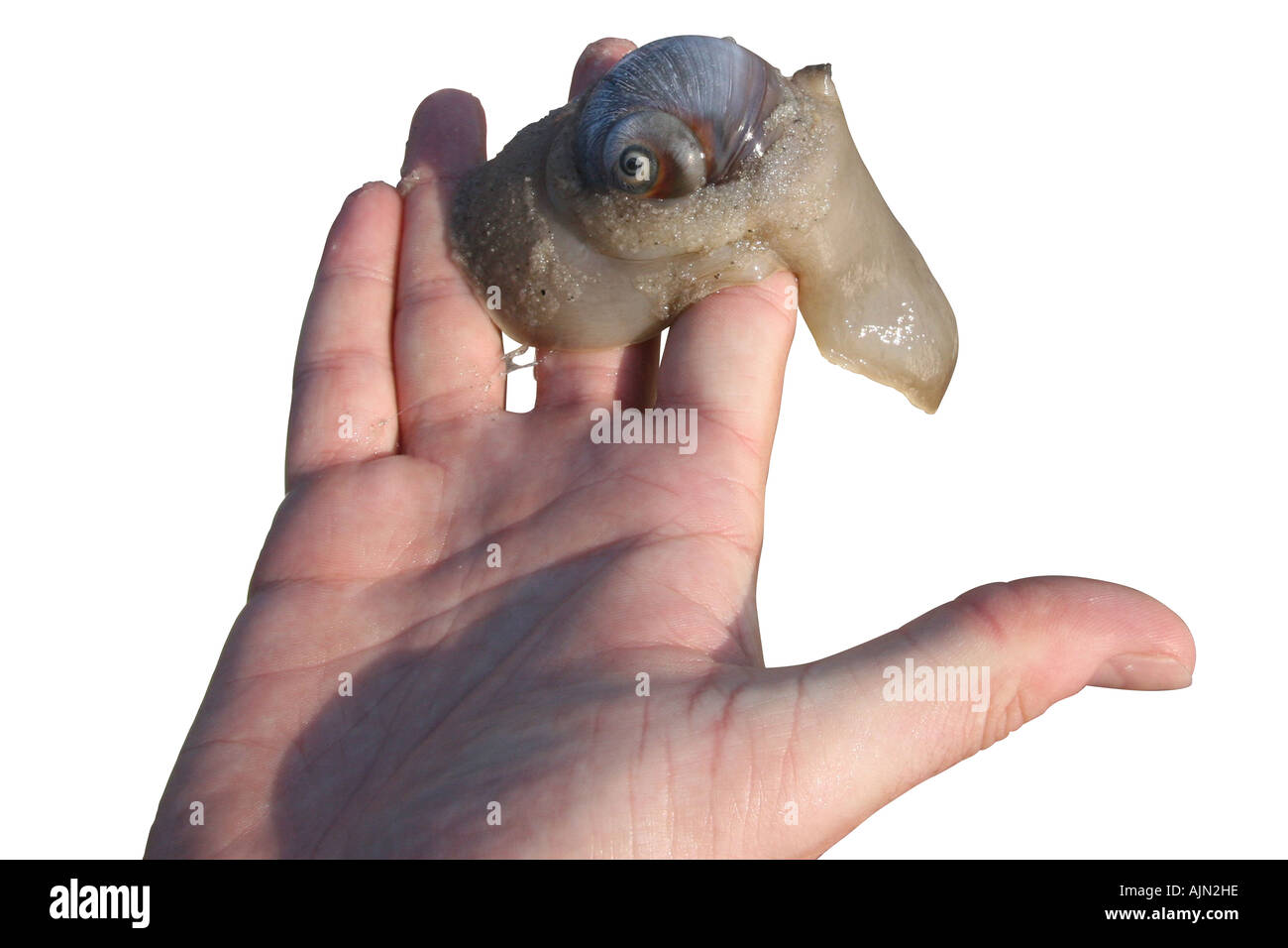 Pied d'escargot Banque de photographies et d’images à haute résolution ...