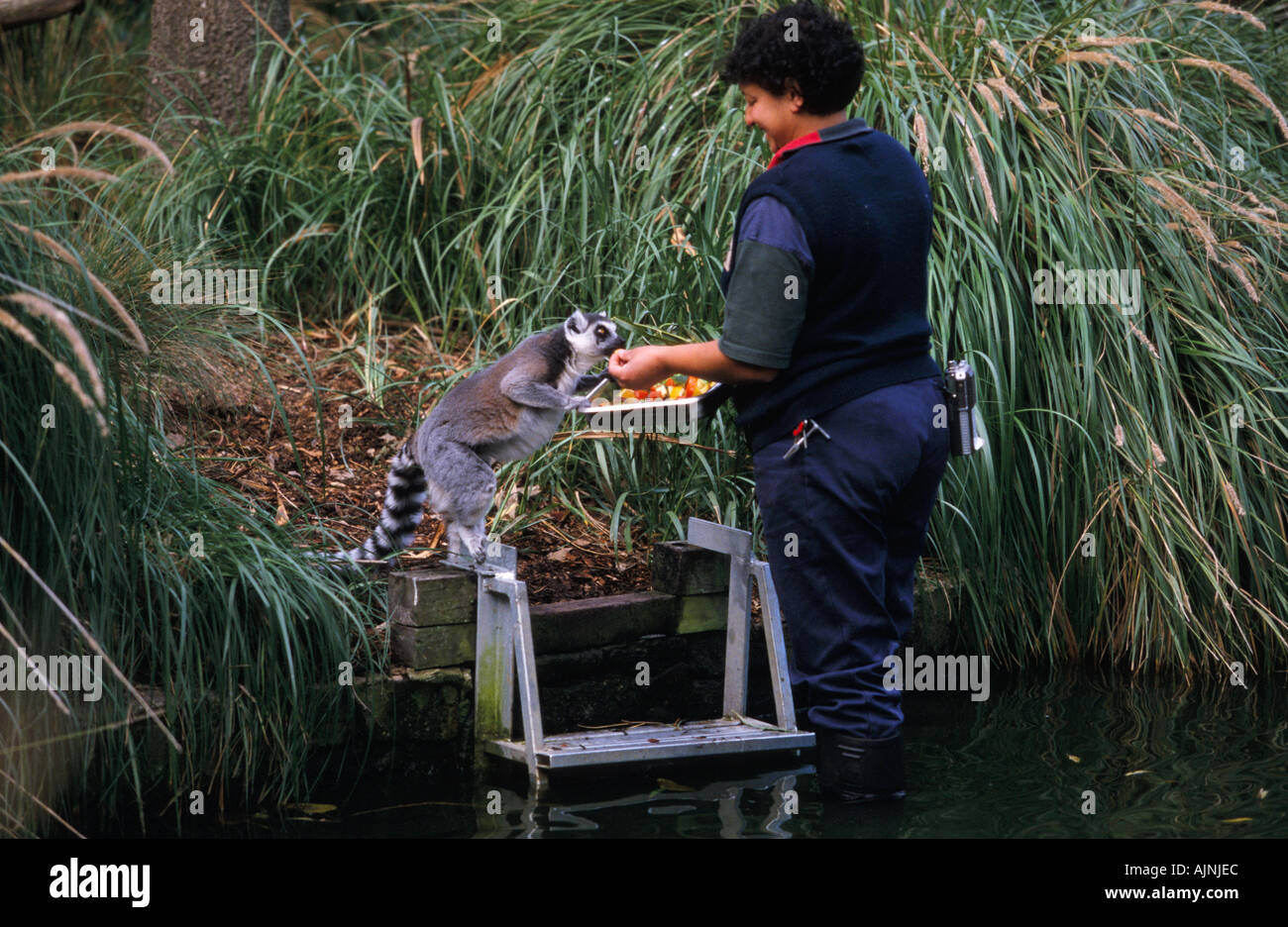 Gardien du zoo personnel soignant alimentation manuelle captive ...