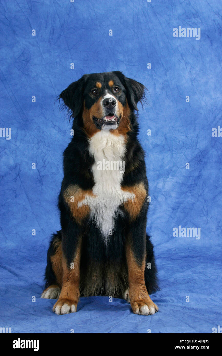 Berner sennenhund chien Banque de photographies et d’images à haute ...