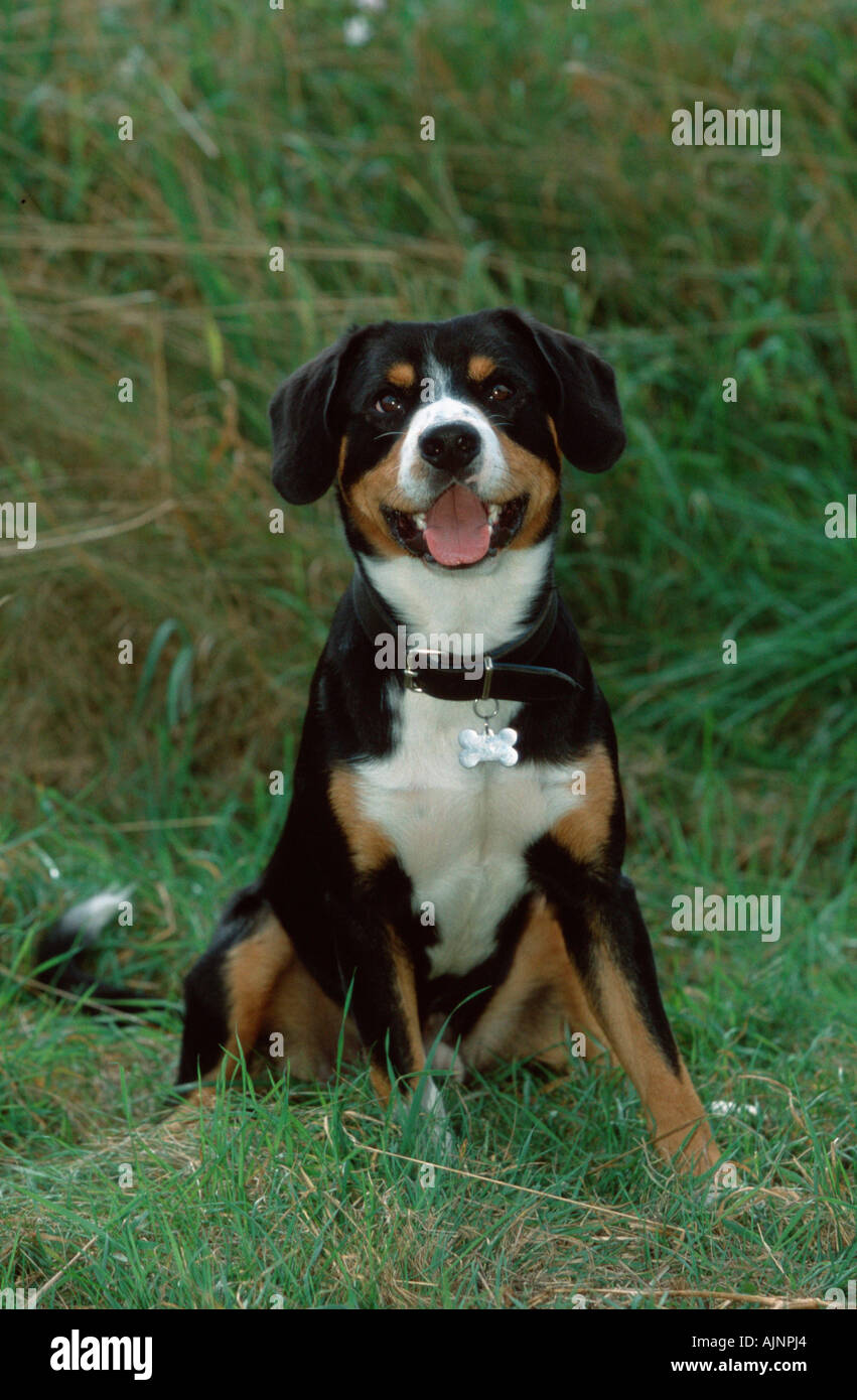 Chien bouvier entlebuch assis Banque de photographies et d’images à ...