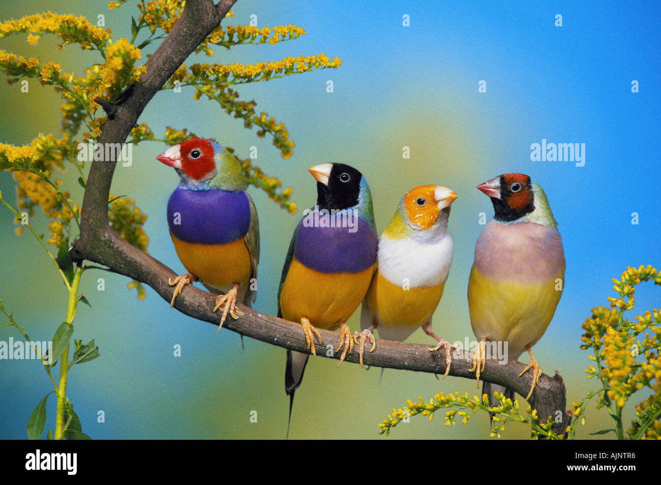 Pinsons gouldian Banque de photographies et d’images à haute résolution ...