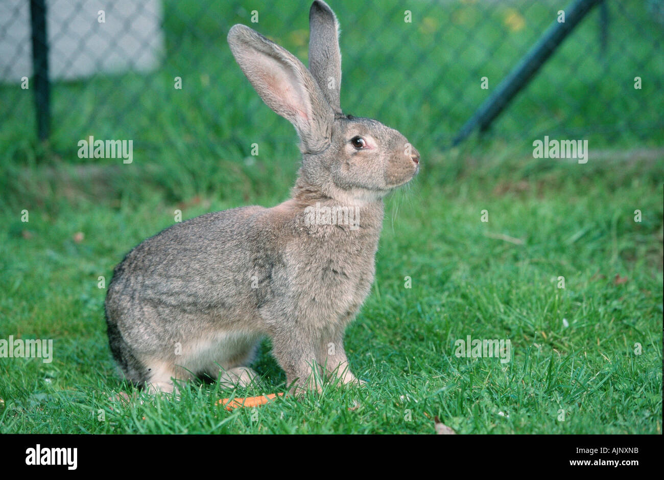 German giant rabbit Banque de photographies et d’images à haute résolution - Alamy