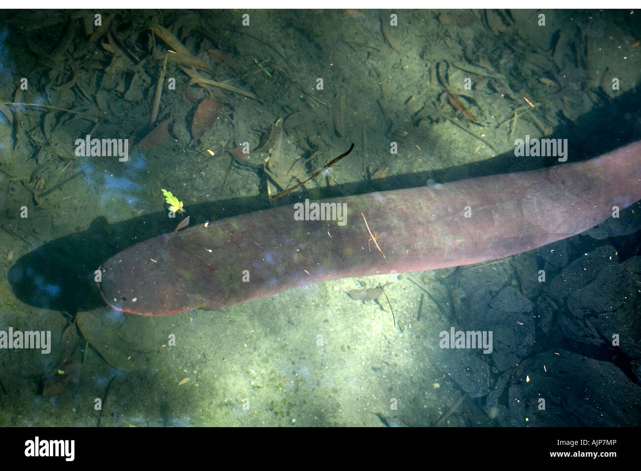 Electrophorus electricus anguille électrique ce poisson fournit la plus ...