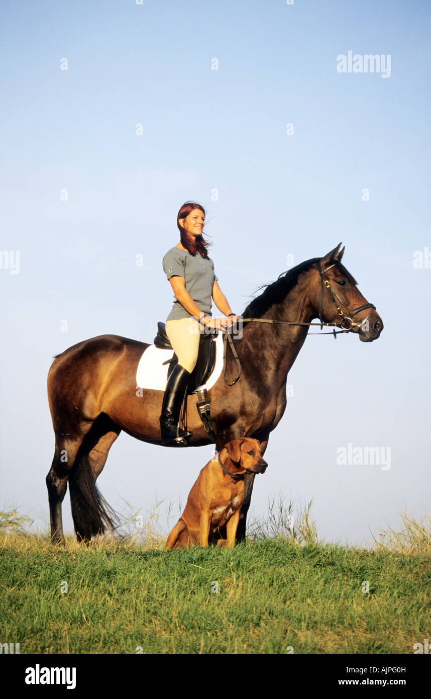 Portrait de chien cheval Banque de photographies et d’images à haute ...
