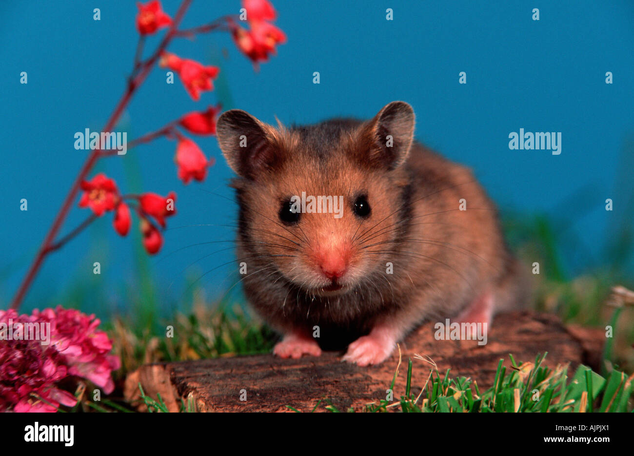 Golden hamster mesocricetus auratus standing Banque de photographies et ...