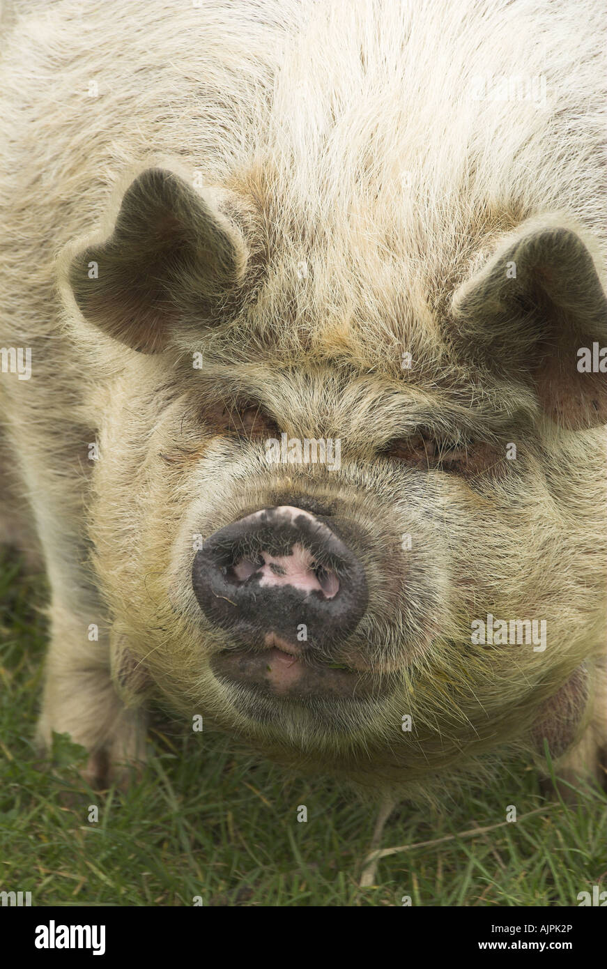 Visage de cochon Banque de photographies et d’images à haute résolution ...