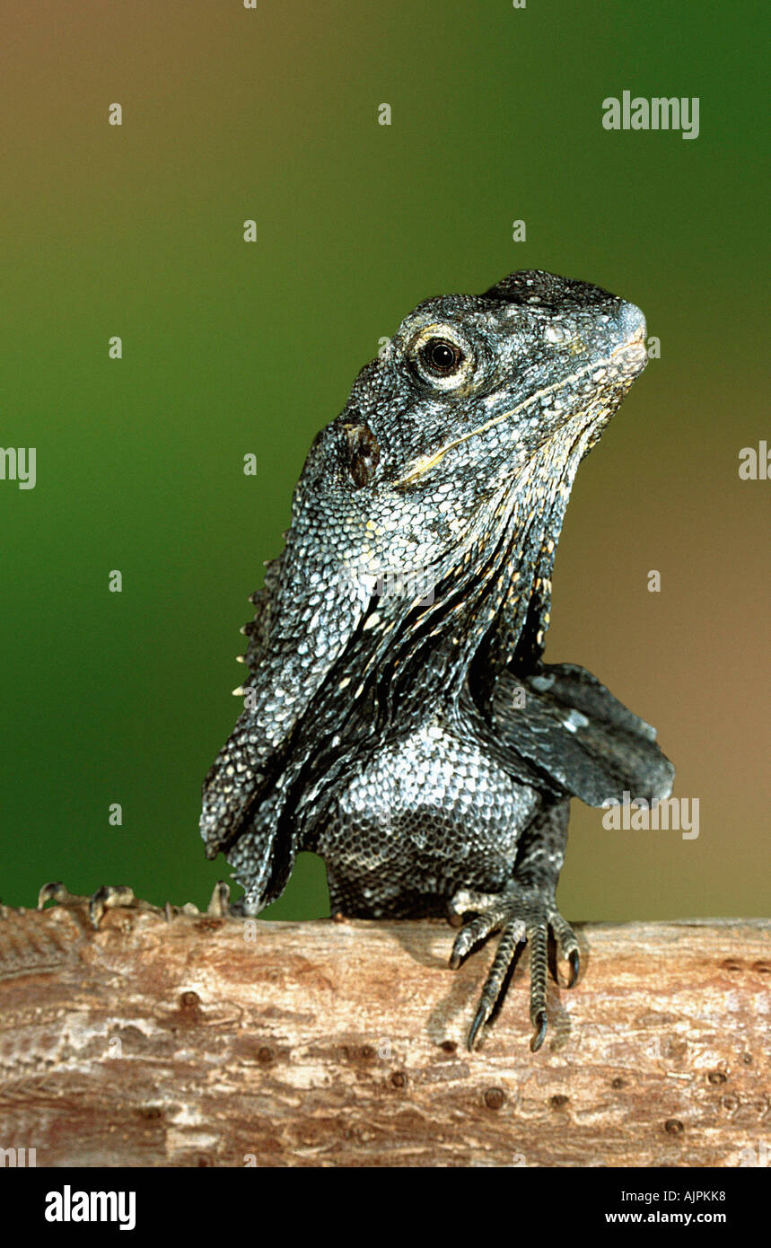 Australia chlamydosaurus kingii Banque de photographies et d’images à ...