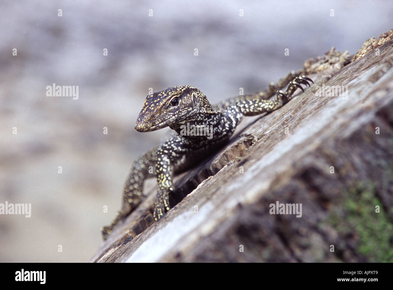 Le varan Banque de photographies et d’images à haute résolution - Alamy