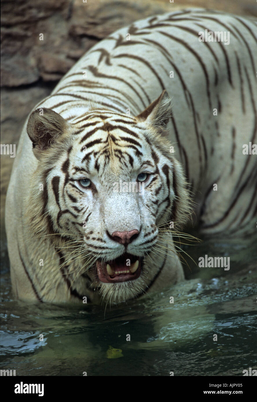 Tigre blanc zoo Banque de photographies et d’images à haute résolution ...