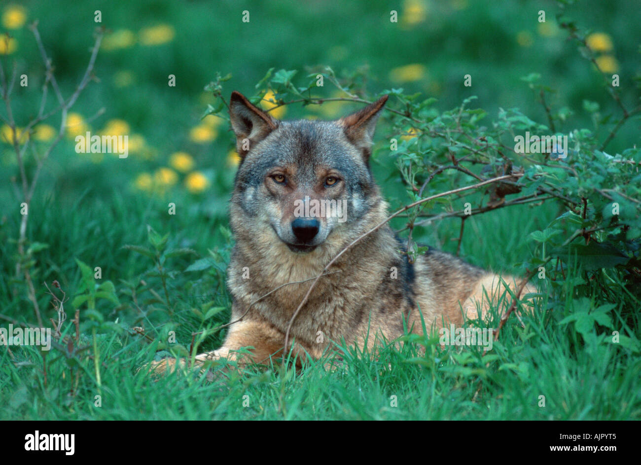 Loup canis lupus couché Banque de photographies et d’images à haute ...