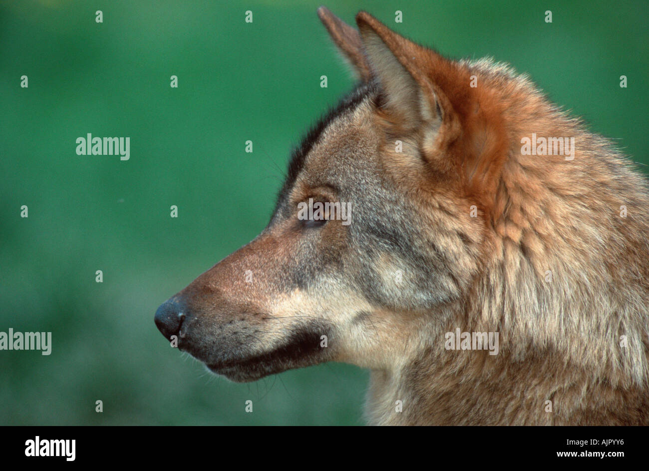 Tete de loup profile Banque de photographies et d’images à haute ...