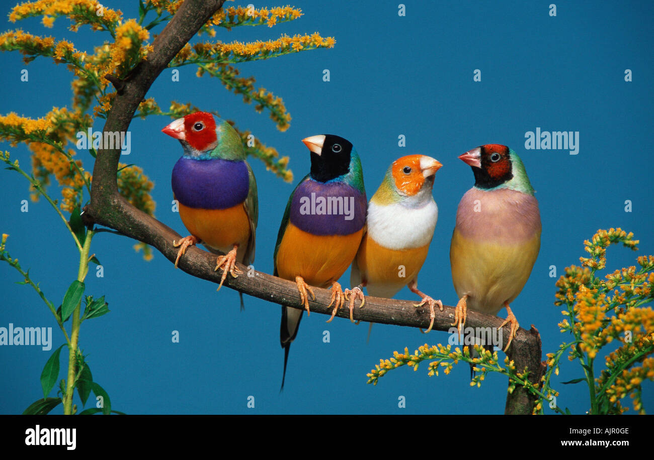 Chloebia gouldiae Banque de photographies et d’images à haute ...