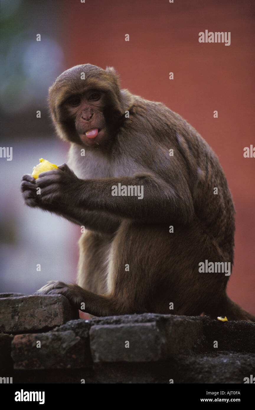 Singe avec des fruits Banque de photographies et d’images à haute ...