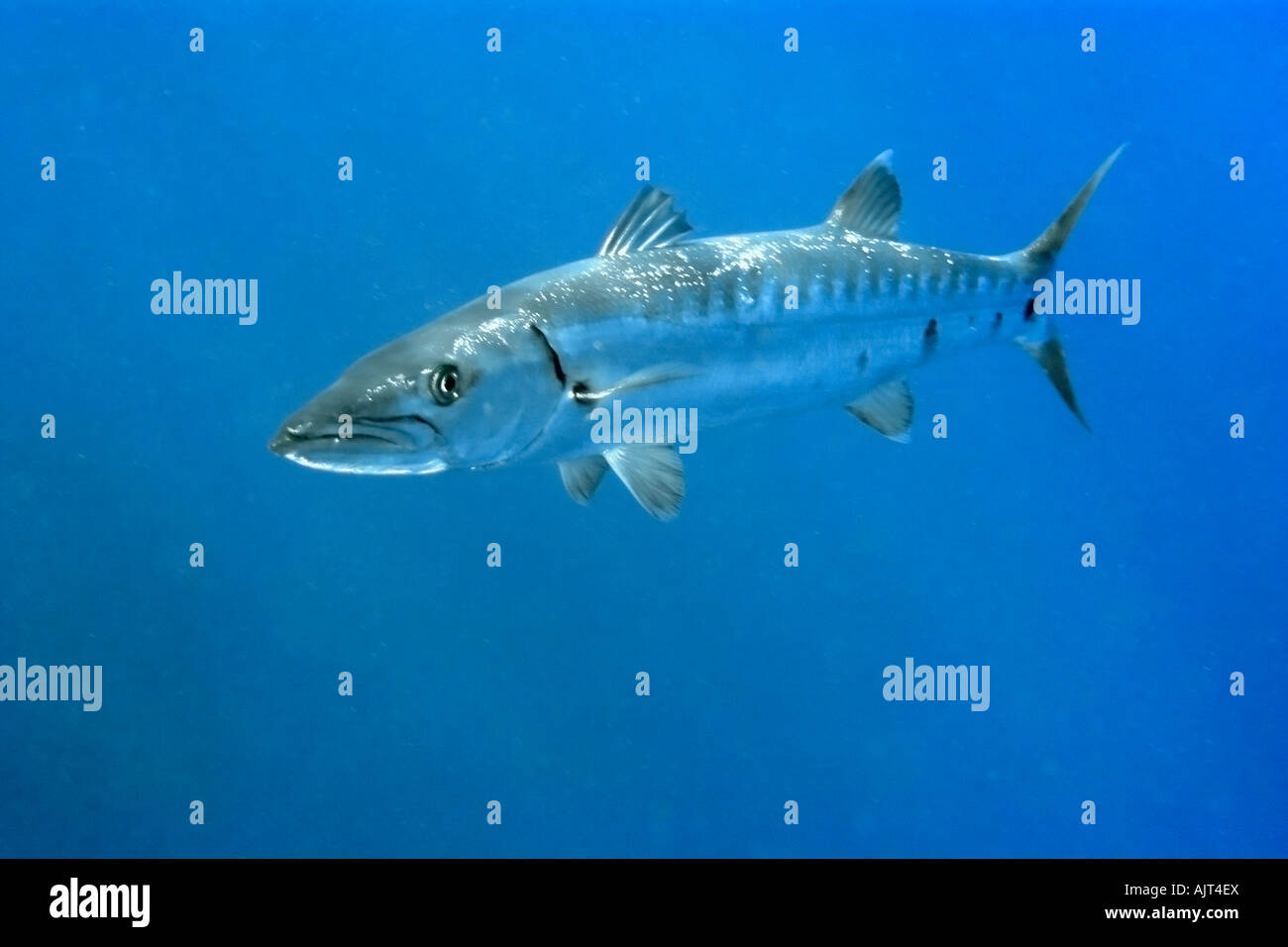 Grand barracuda Sphyraena barracuda St Peter et St Paul s rocks Brésil Océan Atlantique Photo ...