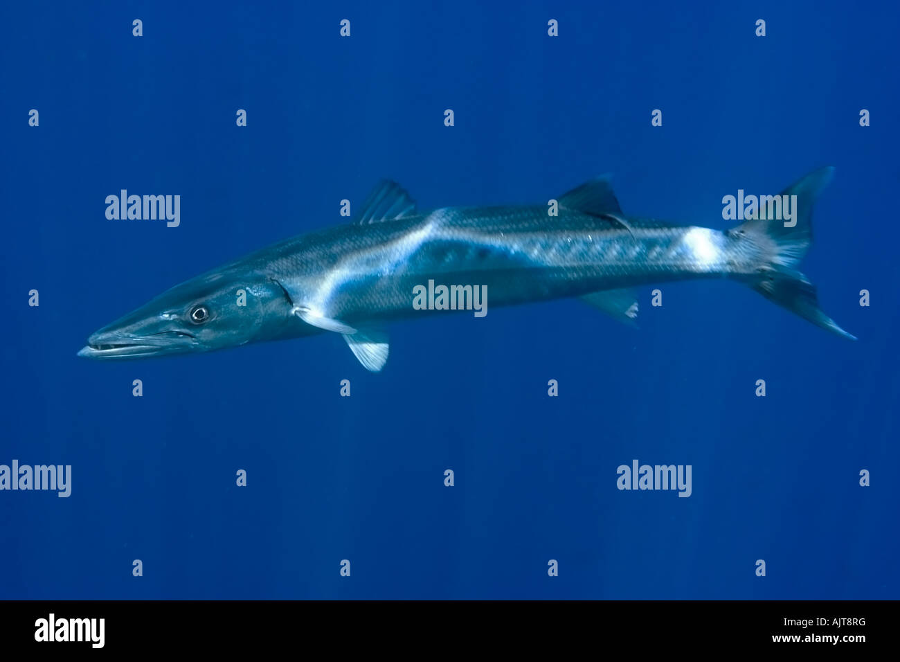 Grand barracuda Sphyraena barracuda St Peter et St Paul s rocks Brésil ...