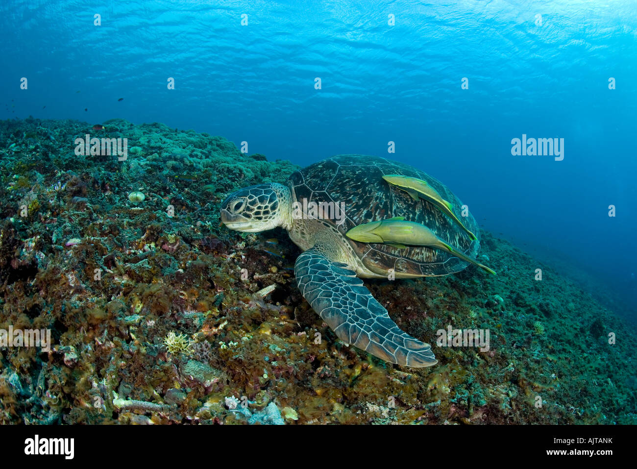 Tortue de mer verte Banque de photographies et d’images à haute ...
