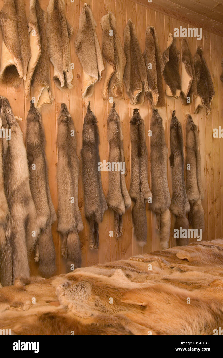 Fourrures d'animaux Banque de photographies et d’images à haute ...