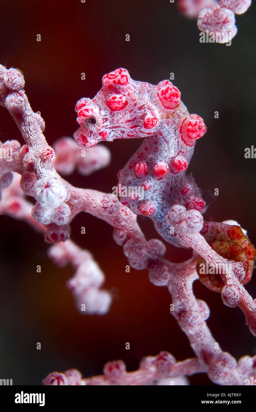 Pygmy seahorse hippocampus bargibanti Banque de photographies et d ...