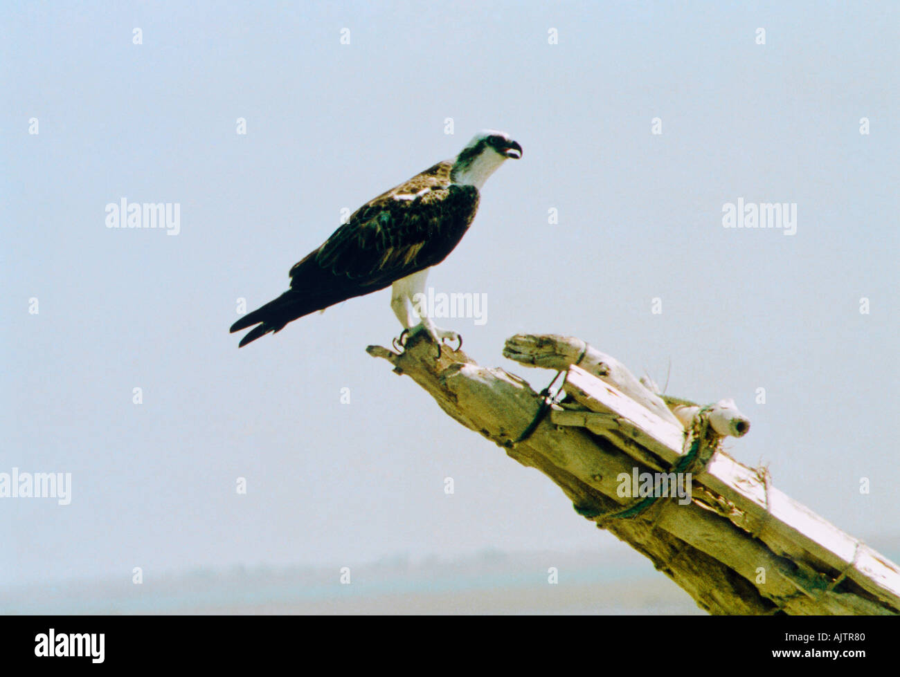 Mer Rouge Arabie Saoudite Banque d'image et photos - Alamy