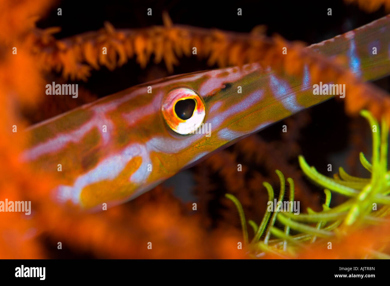 Trumpet fish Banque de photographies et d’images à haute résolution - Alamy