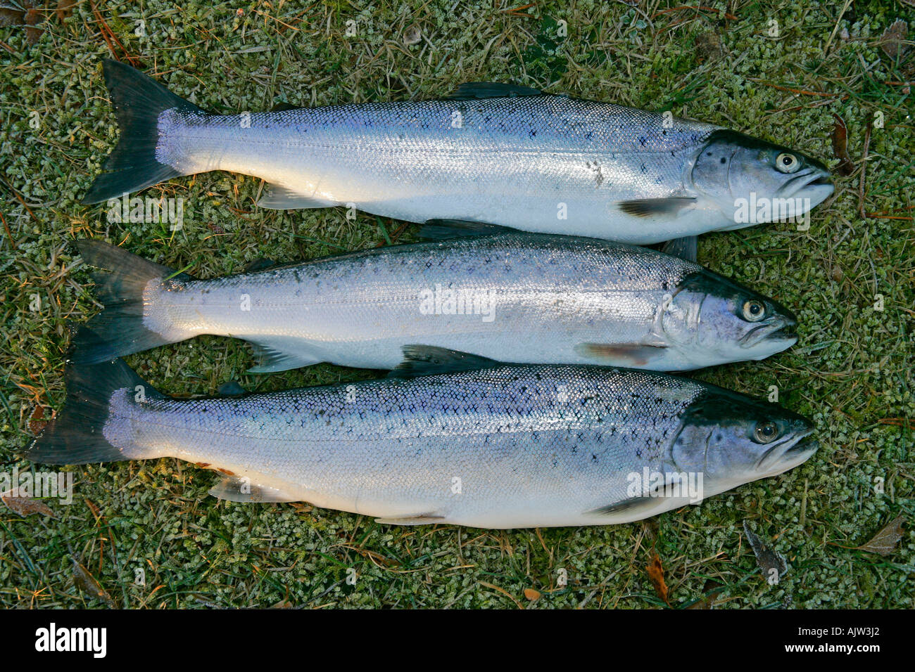 Truite de mer salmo trutta trutta adulte Banque de photographies et d ...