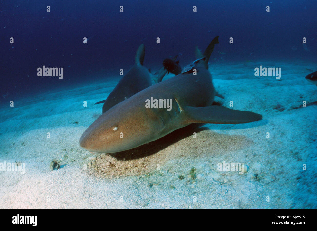 Requin nourrice atlantique Banque de photographies et d’images à haute ...