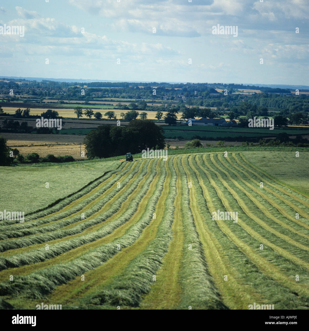 Grass ley coupe pour l'herbe d'ensilage dans les lignes et dans la ...