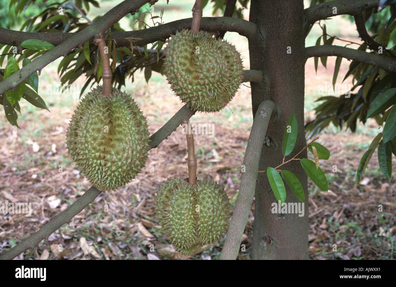 Arbre durian Banque de photographies et d’images à haute résolution - Alamy