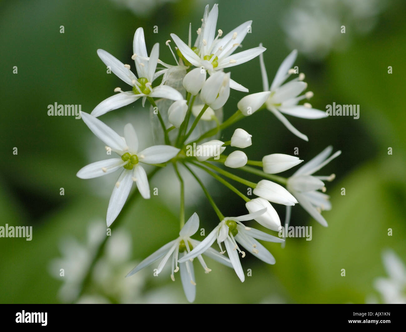Wild onion allium ursinum Banque de photographies et d’images à haute ...