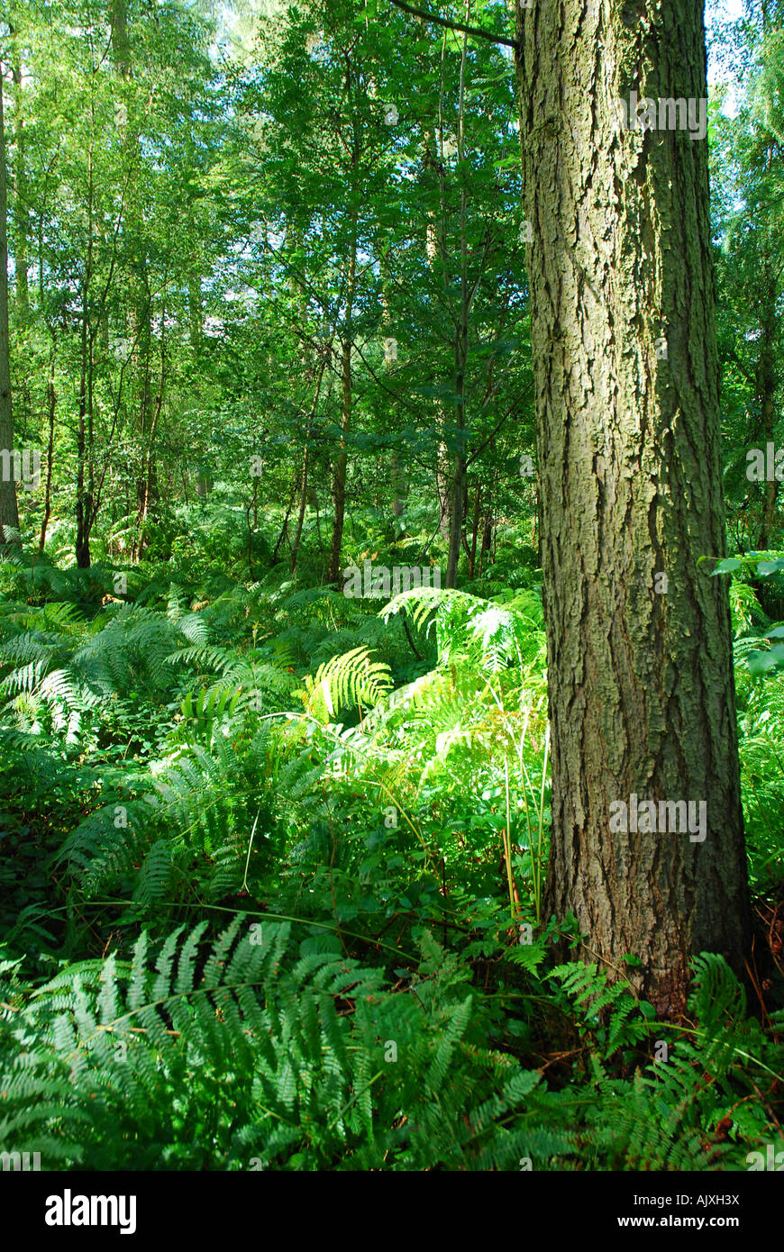 Mortimer forest Banque de photographies et d’images à haute résolution ...