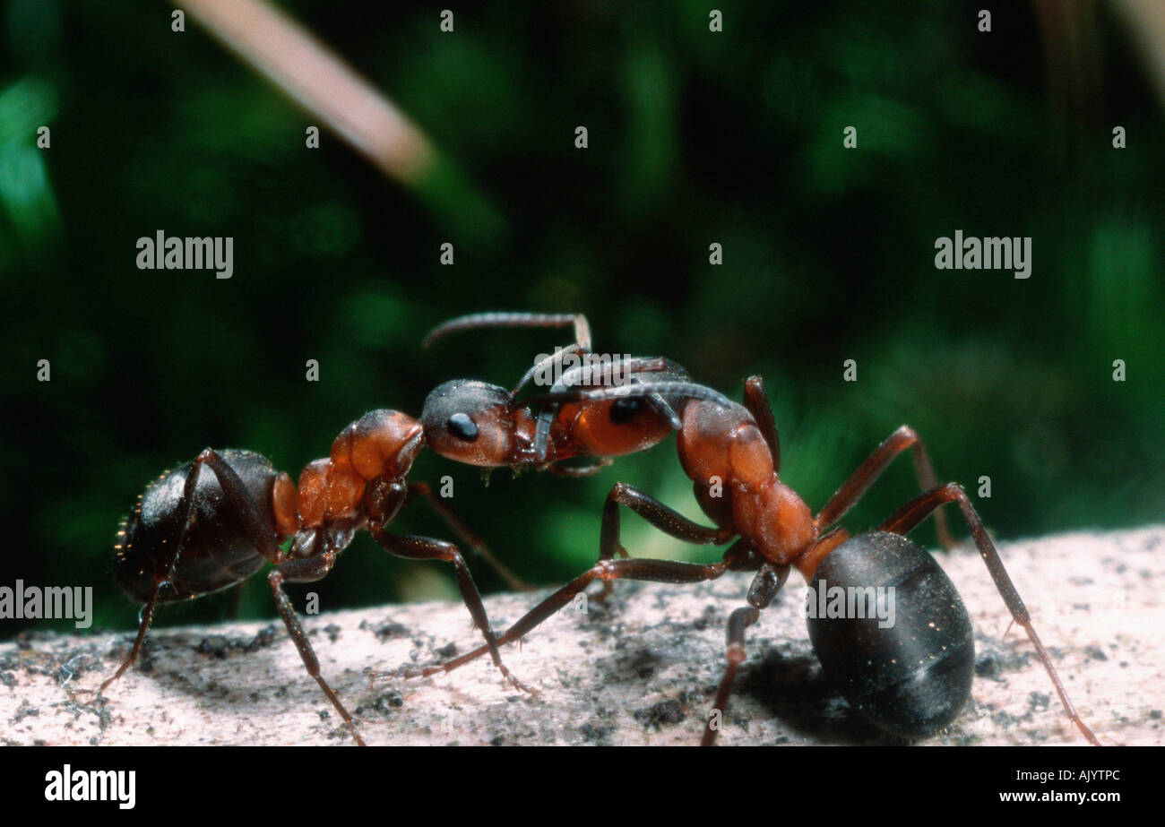 Petite fourmi en bois rouge formica polyctena Banque de photographies ...