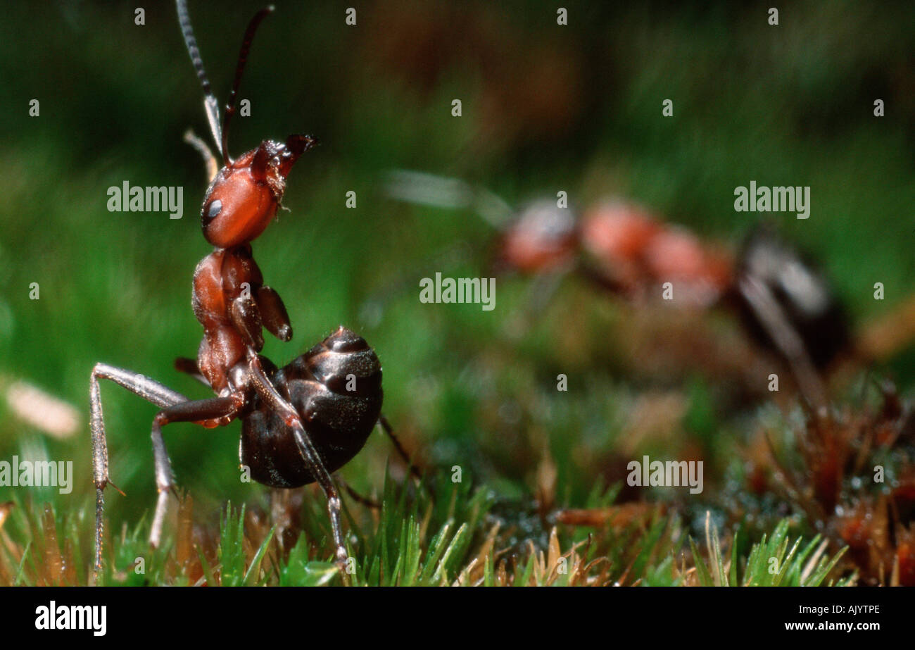 Petite fourmi en bois rouge formica polyctena Banque de photographies ...