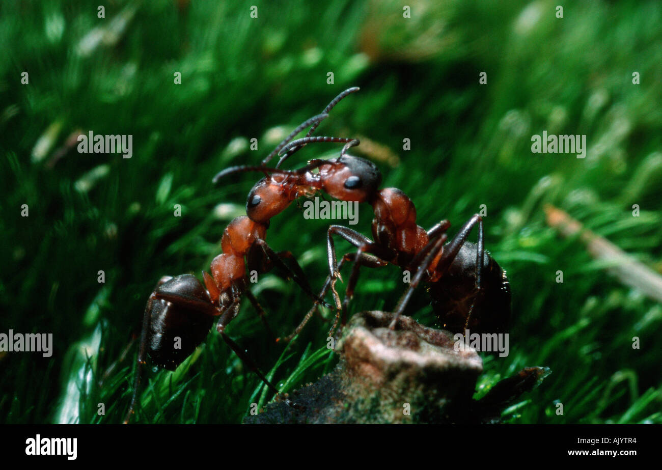 Petite fourmi en bois rouge formica polyctena Banque de photographies ...