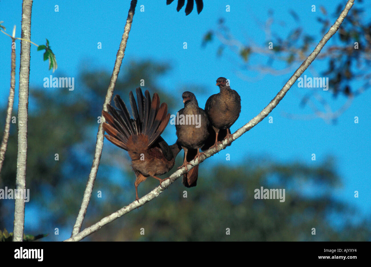 Chaco chachalaca ortalis canicollis Banque de photographies et d’images ...