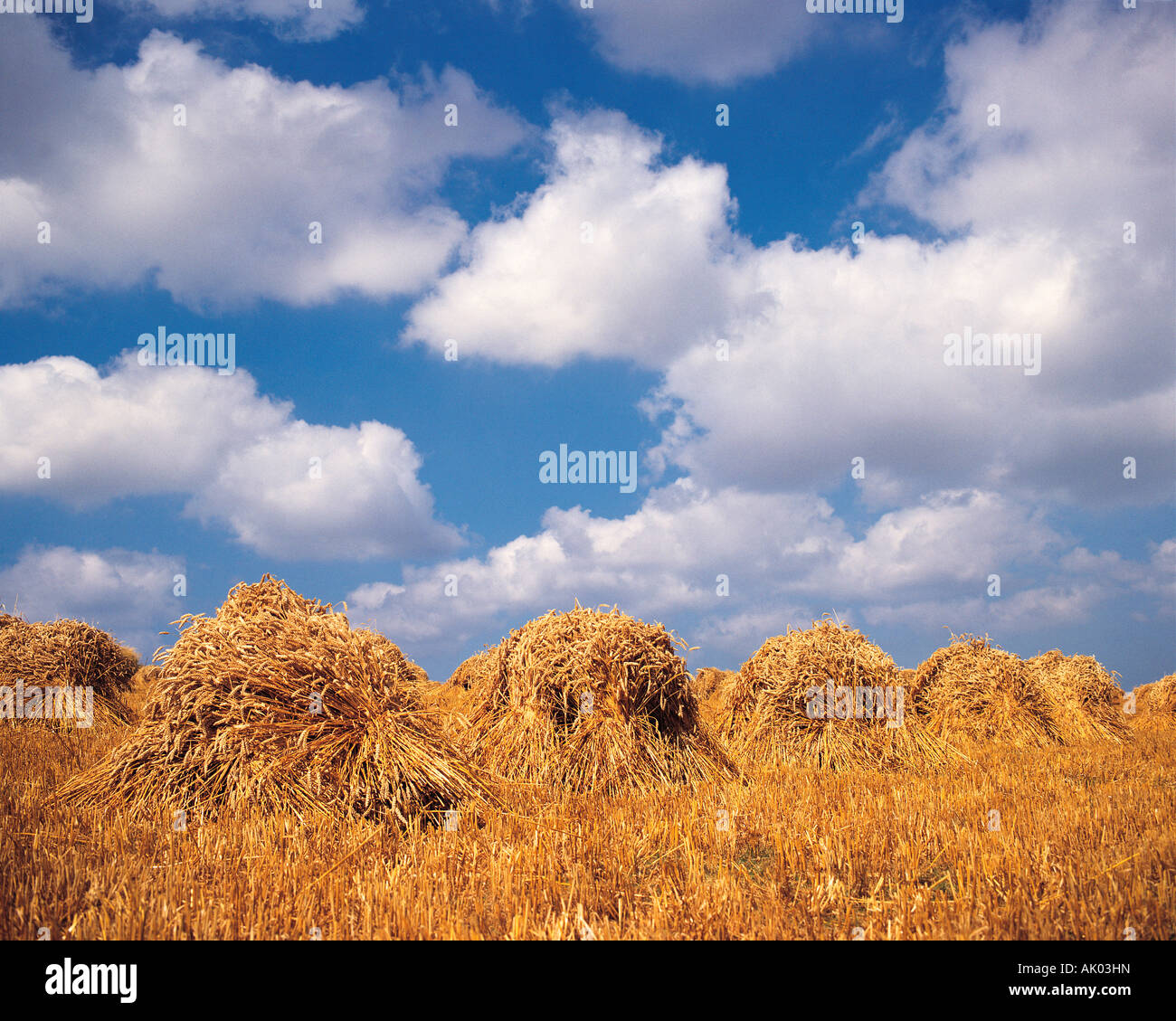 Wheat sheaves Banque de photographies et d’images à haute résolution - Alamy