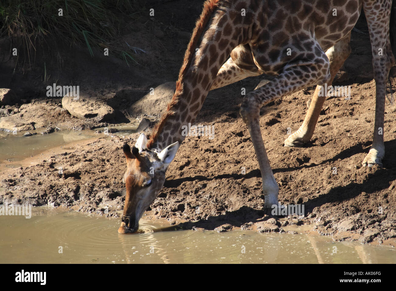 Girafe buvant hluhluwe umfolozi Banque de photographies et d’images à ...