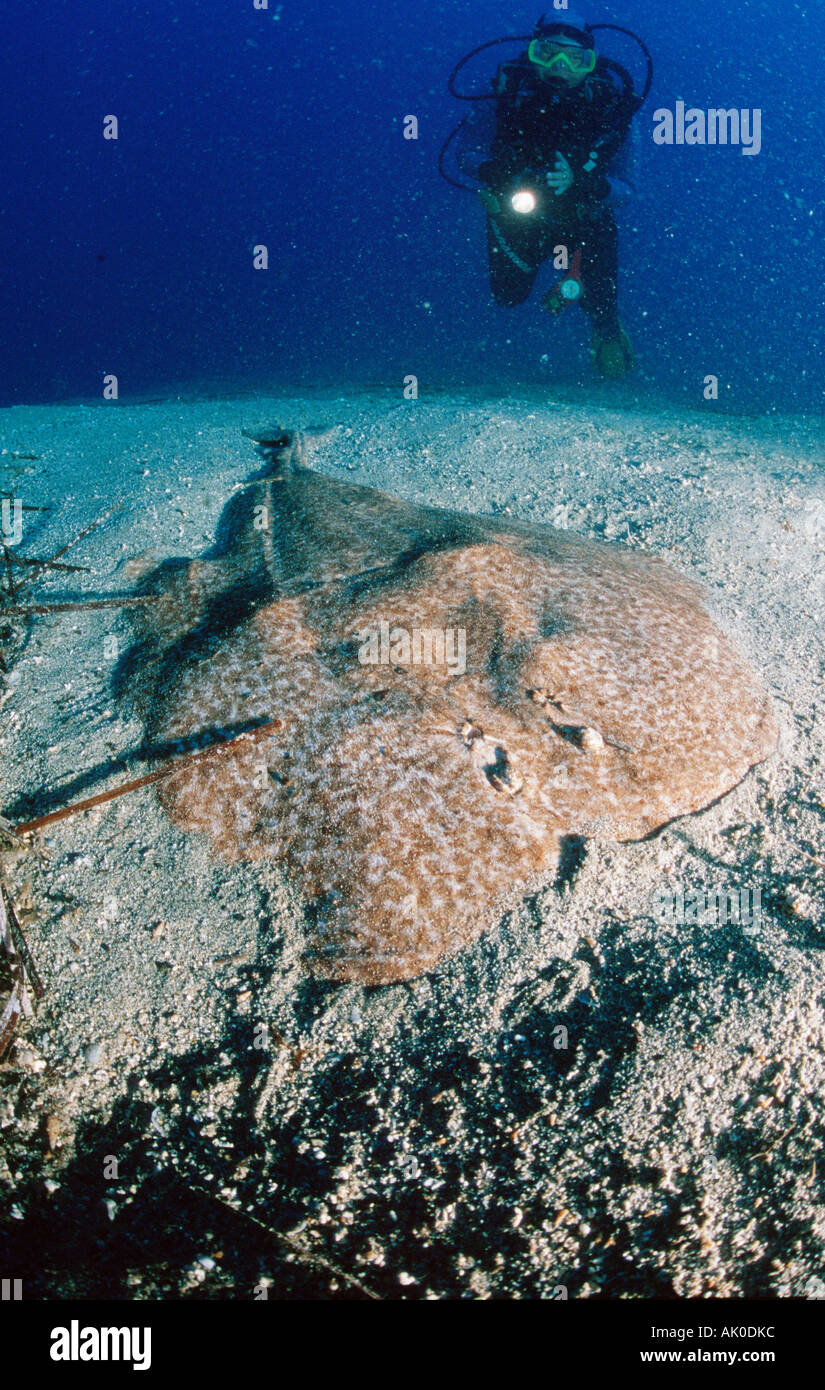 Torpedo nobiliana Banque de photographies et d’images à haute ...