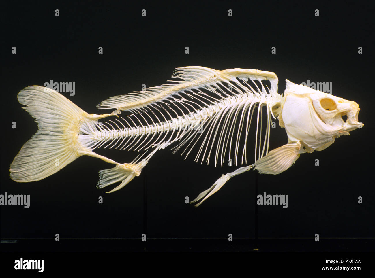 Skeleton Fish Banque d'image et photos - Alamy