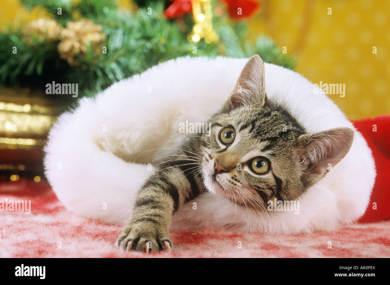 Cap chat Banque de photographies et d’images à haute résolution - Alamy