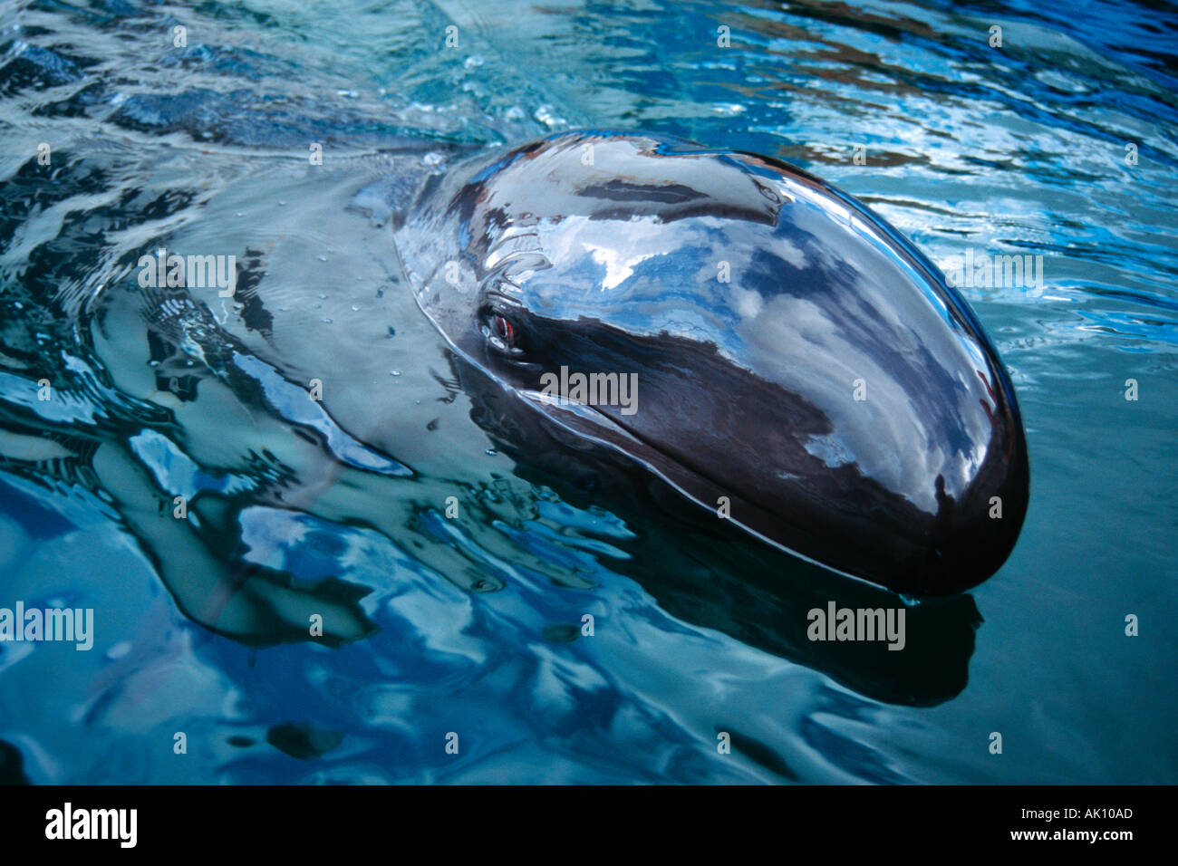 False killer whale pseudorca crassidens Banque de photographies et d ...